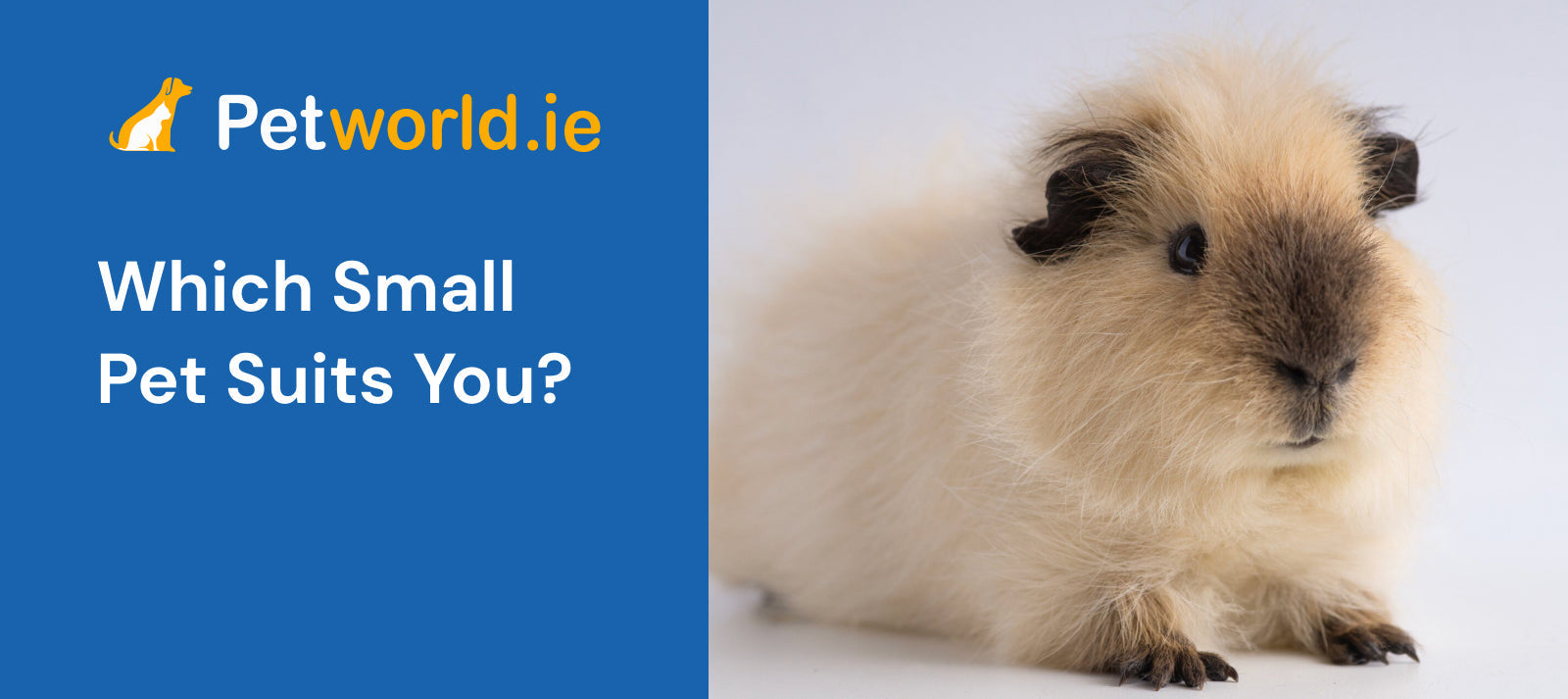 How to Choose the Best Small Pet for You | Pet Guide – Valuepet.ie